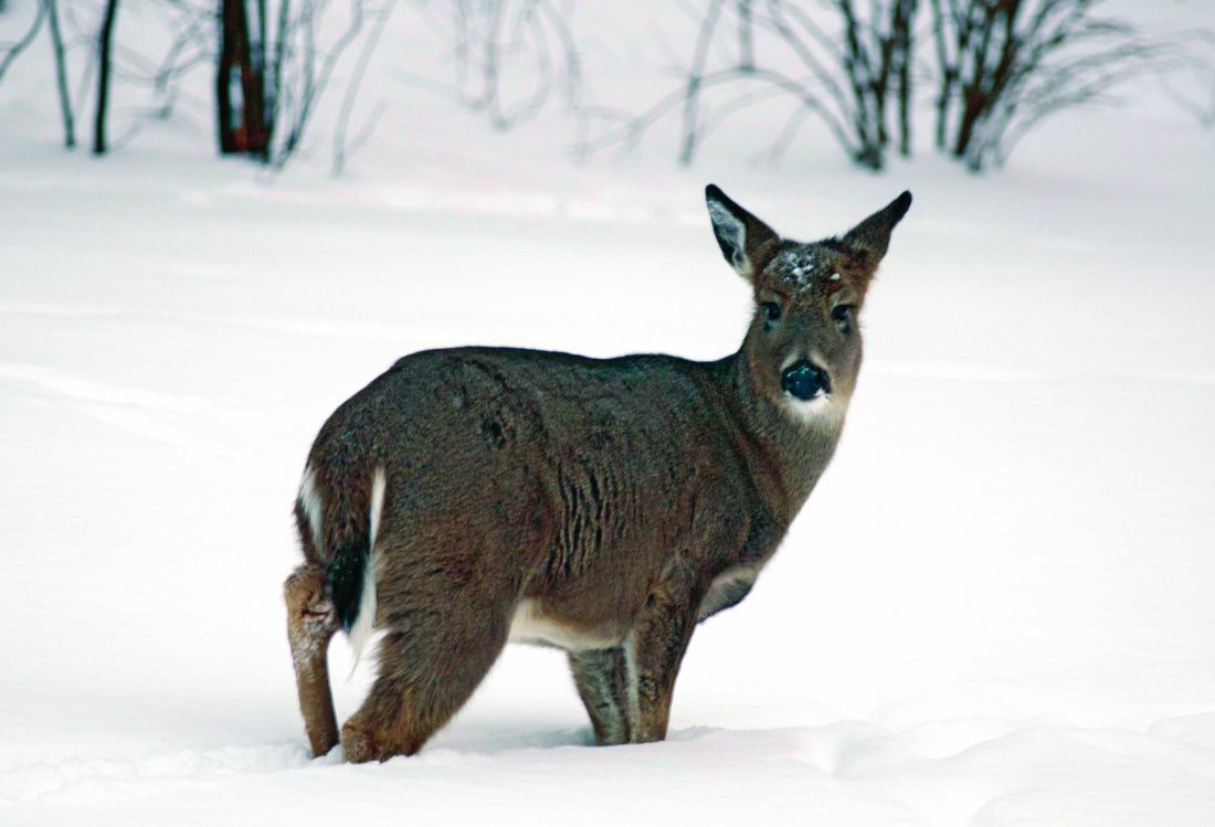 DNR awards $100,000 in deer habitat grants | News, Sports, Jobs - The ...